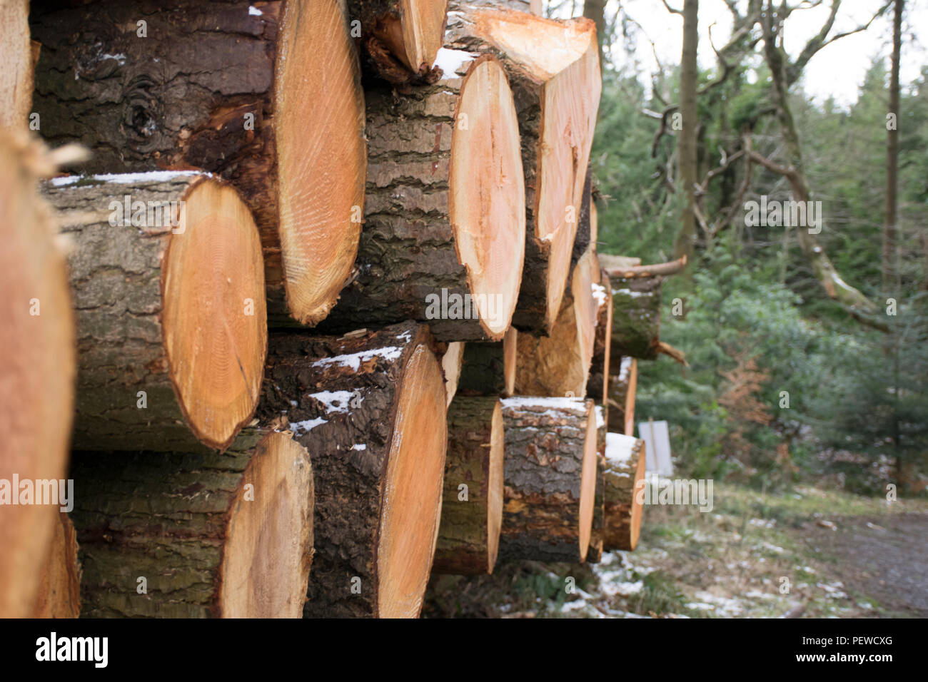 Cut trees stacked in a forest as lumber for construction and firewood ...