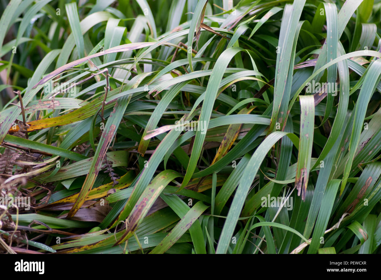 interesting patterns of long grass showing movements and the effect of ...