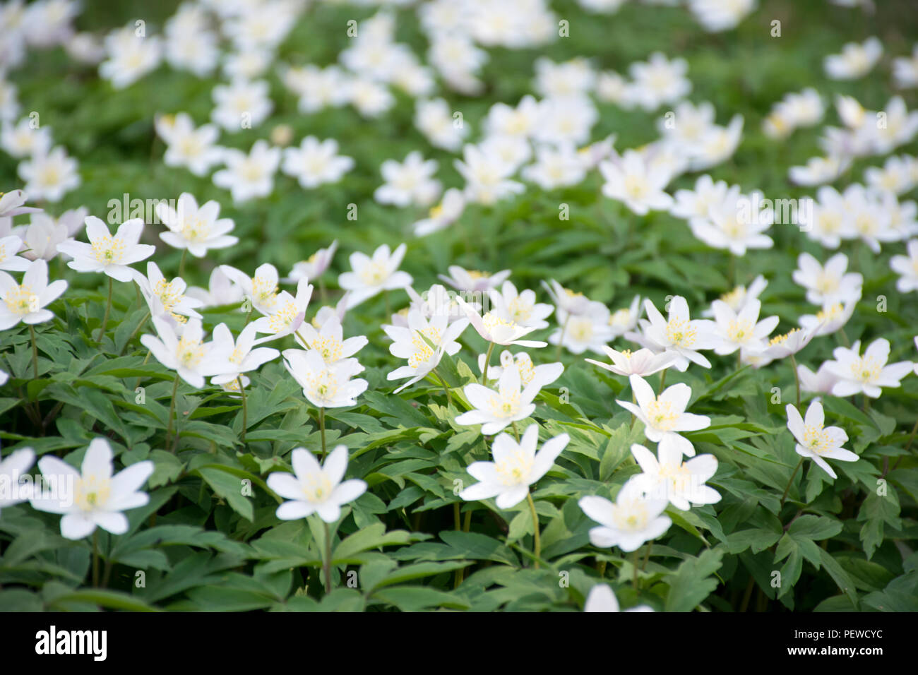 Tiny White Flowers Stock Photos & Tiny White Flowers Stock Images - Alamy