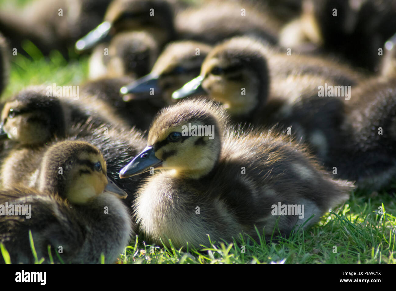 A bunch of ducklings huddled together enjoying the sun Stock Photo - Alamy