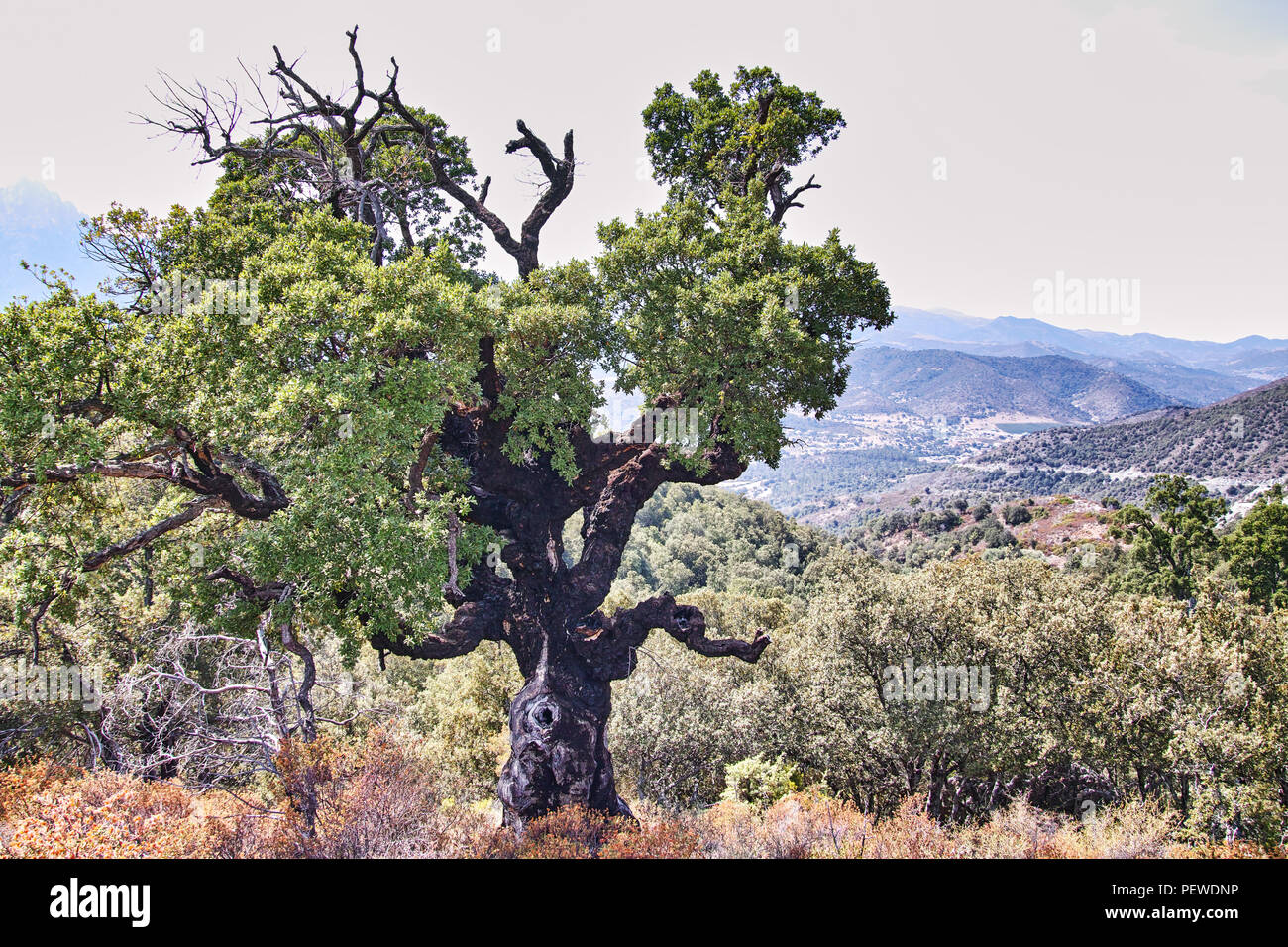 Corsica landscapes France Europe Stock Photo - Alamy