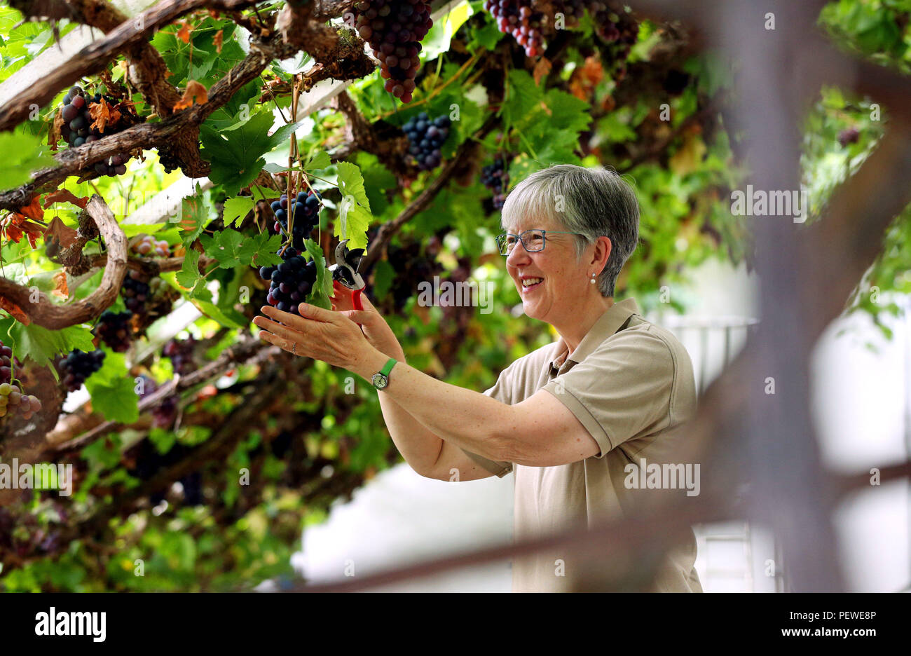 Vine keeper at hampton court palace hi-res stock photography and images ...