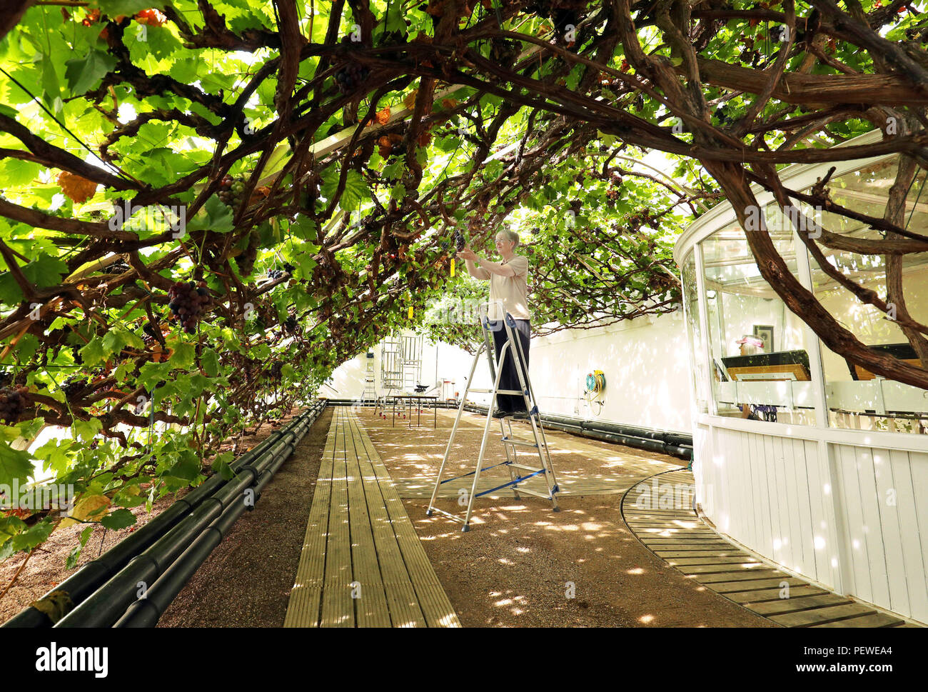 Vine keeper at hampton court palace hi-res stock photography and images ...