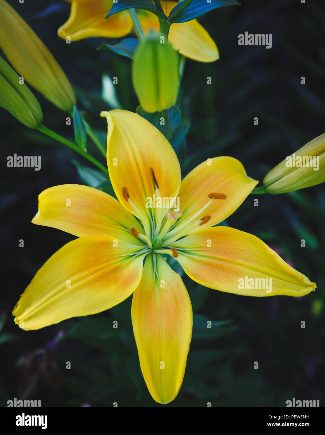 Yellow lily flower Stock Photo - Alamy
