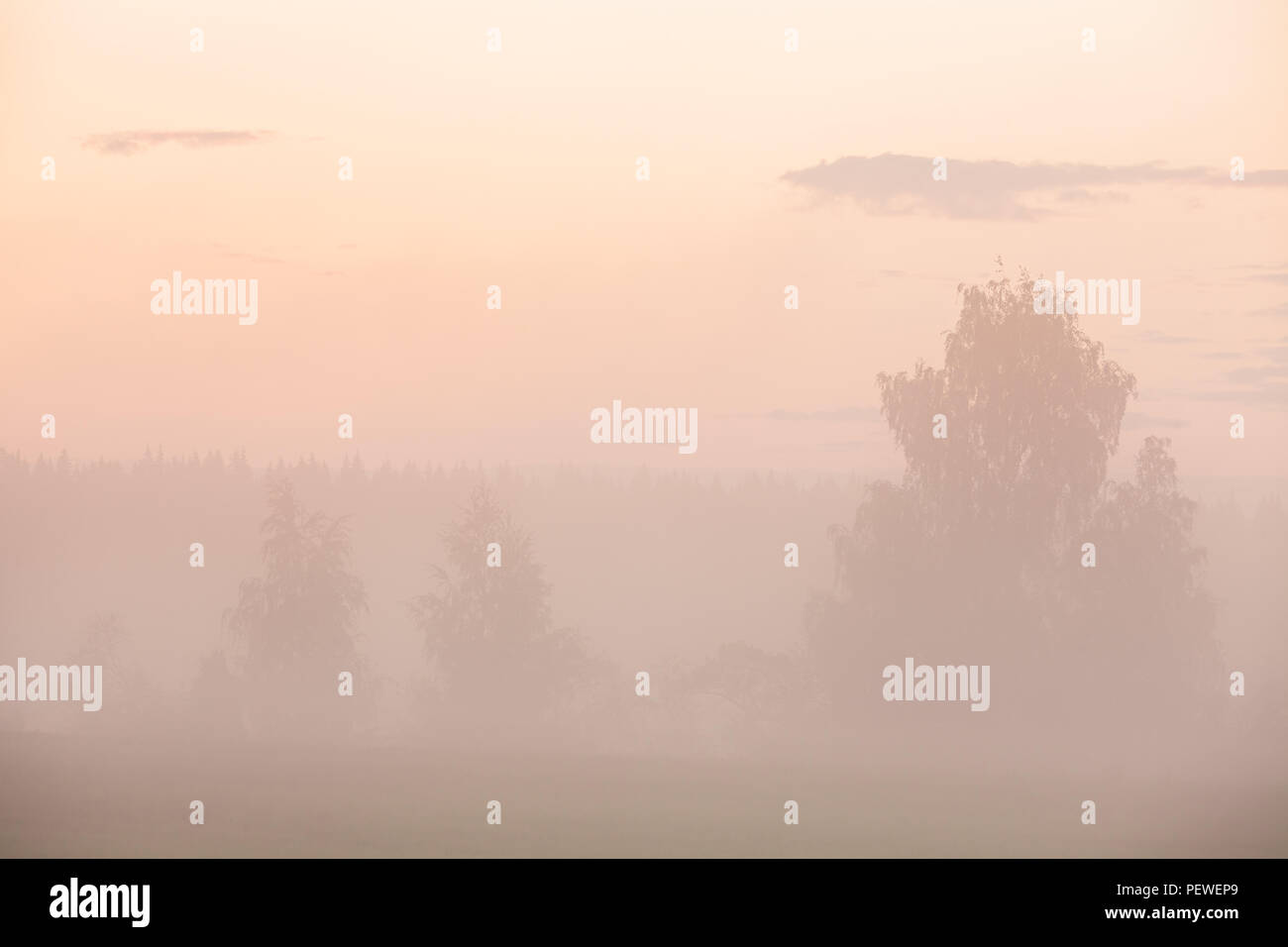 Misty meadow landscape at dawn Stock Photo - Alamy