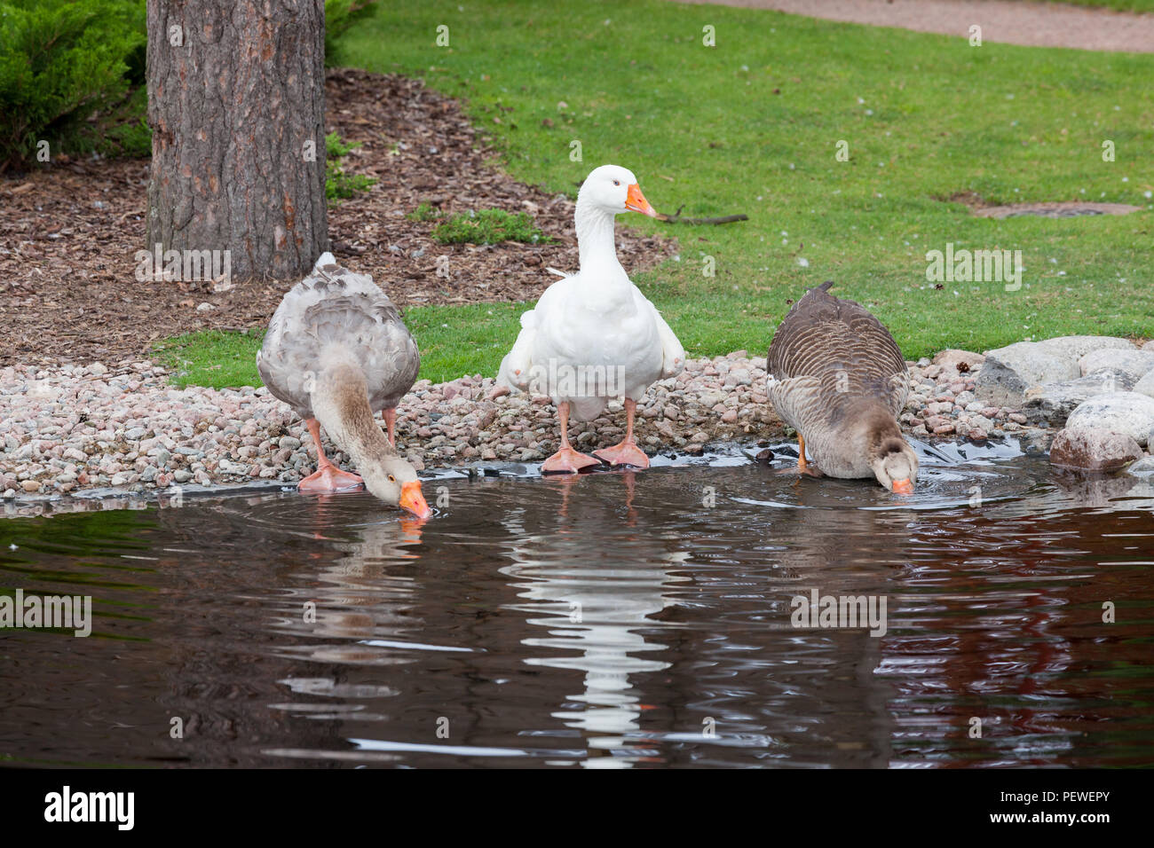 Geese drinking hi-res stock photography and images - Alamy