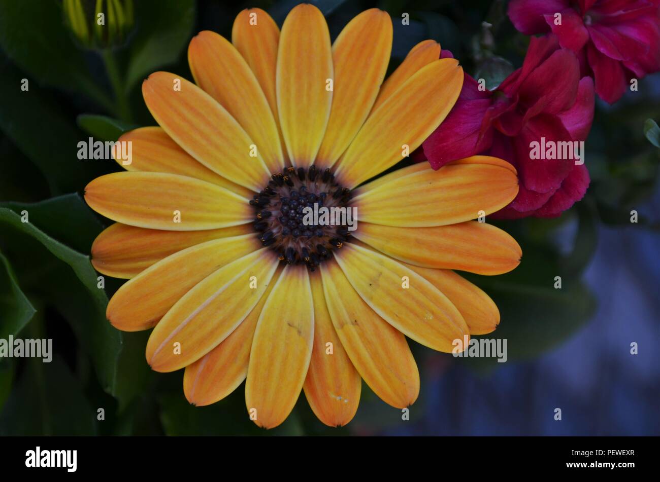Orange yellow daisies hi-res stock photography and images - Alamy