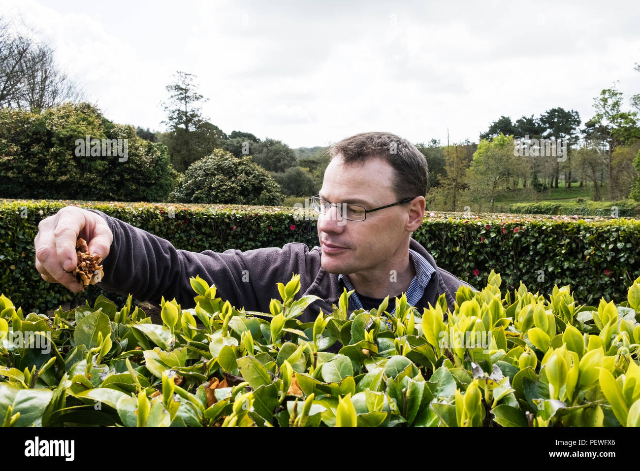 Men picking tea leaves hi-res stock photography and images - Alamy