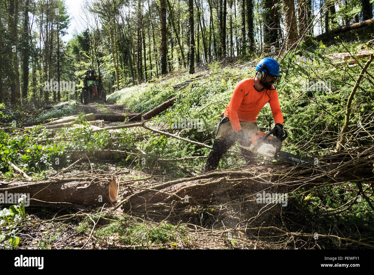 Man wearing bright orange top clearing part of forest. Cutting tree ...