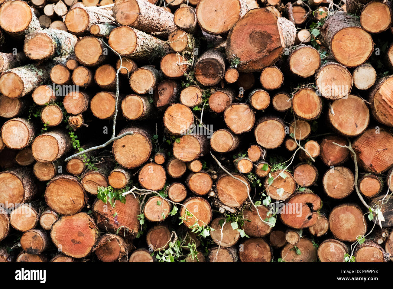 Close up of stack of freshly cut tree branches in a forest Stock Photo ...