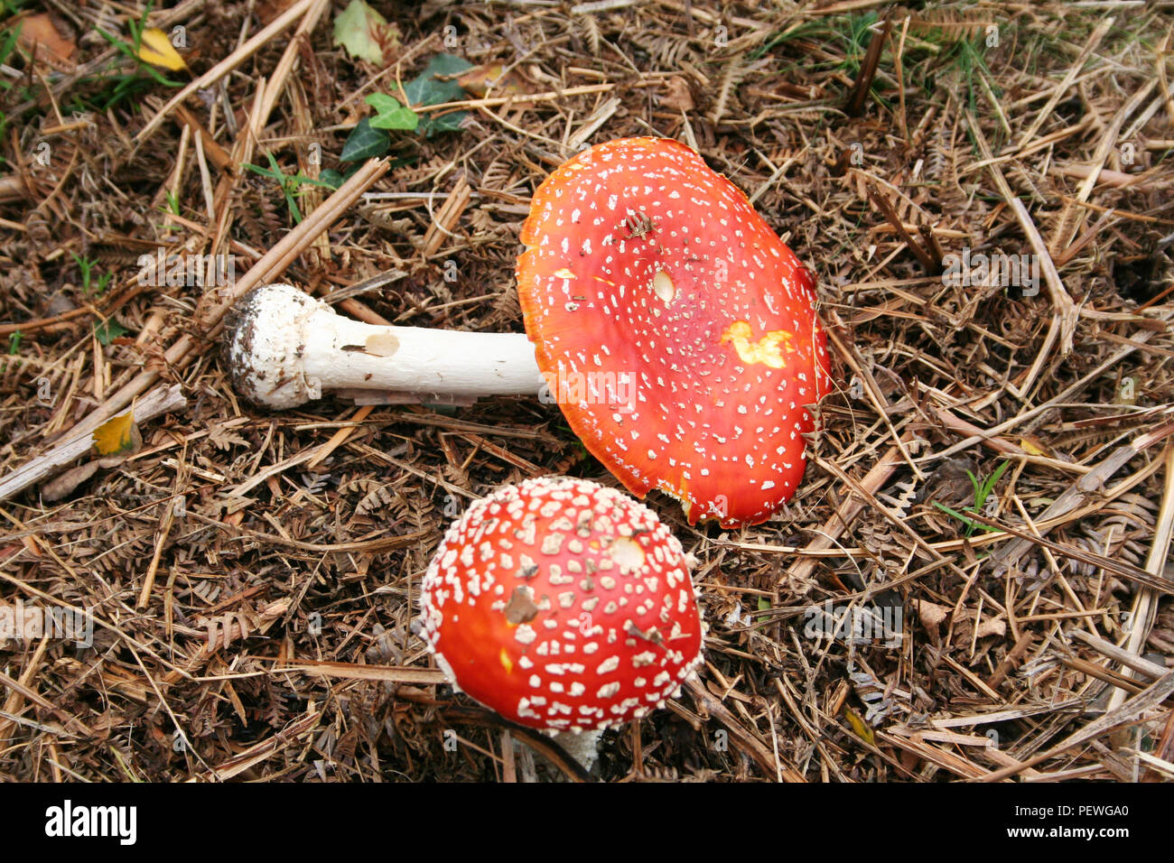 Toad stalls hi-res stock photography and images - Alamy