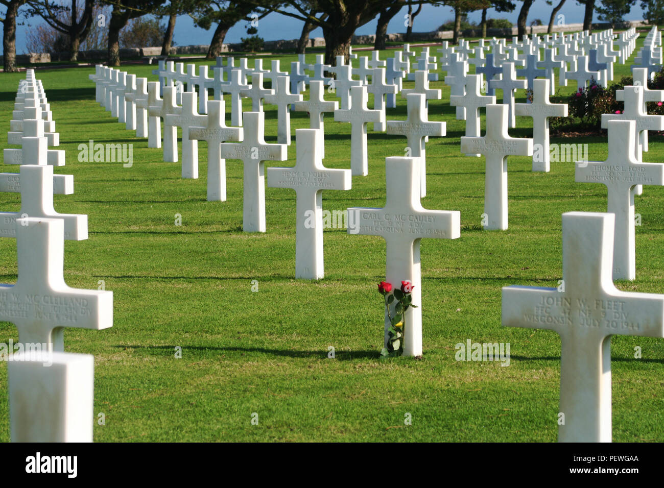 Red rose on cross headstone, D-Day American Cemetery, Colleville-sur ...