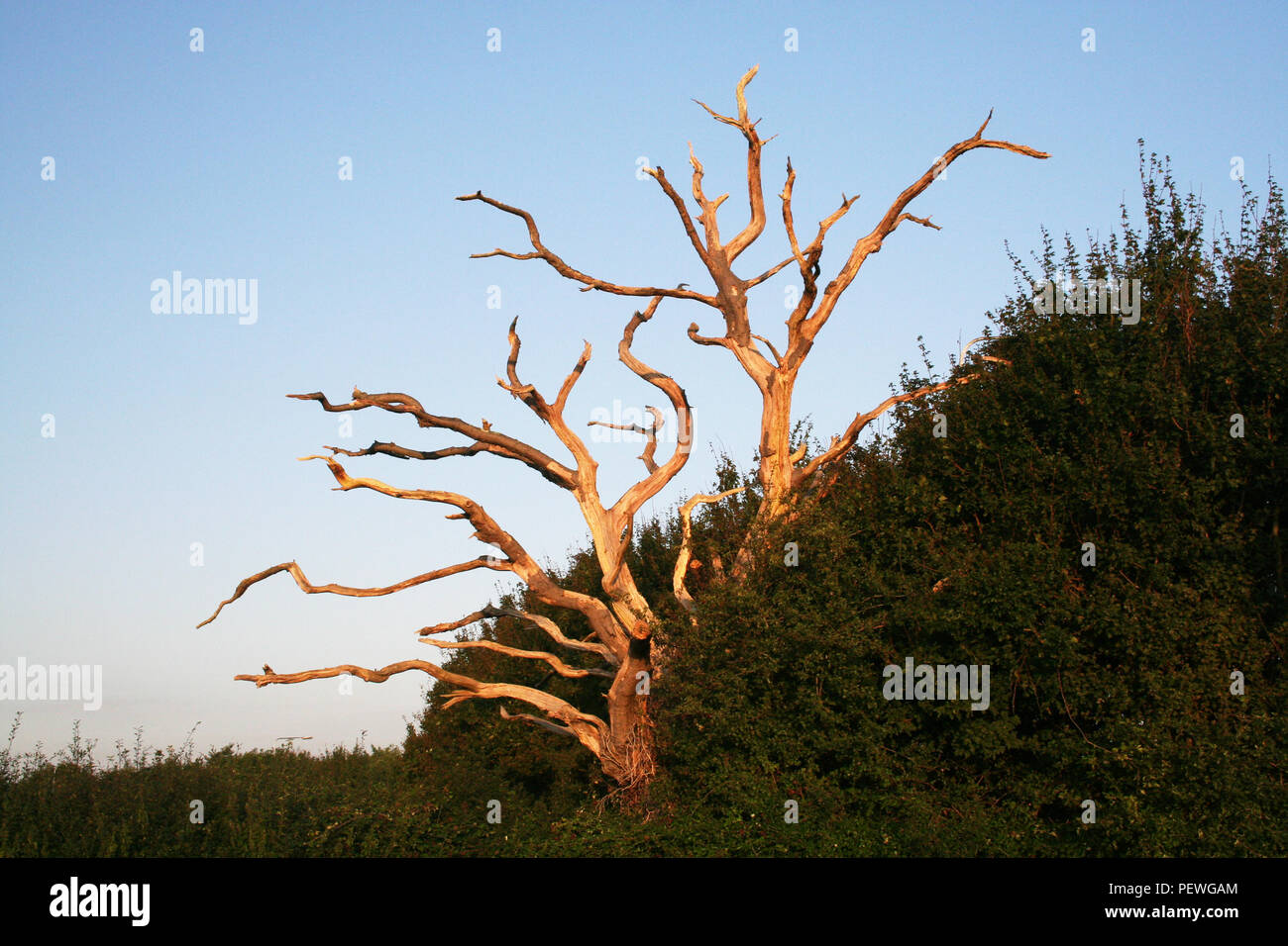 Dead branches england uk hi-res stock photography and images - Alamy