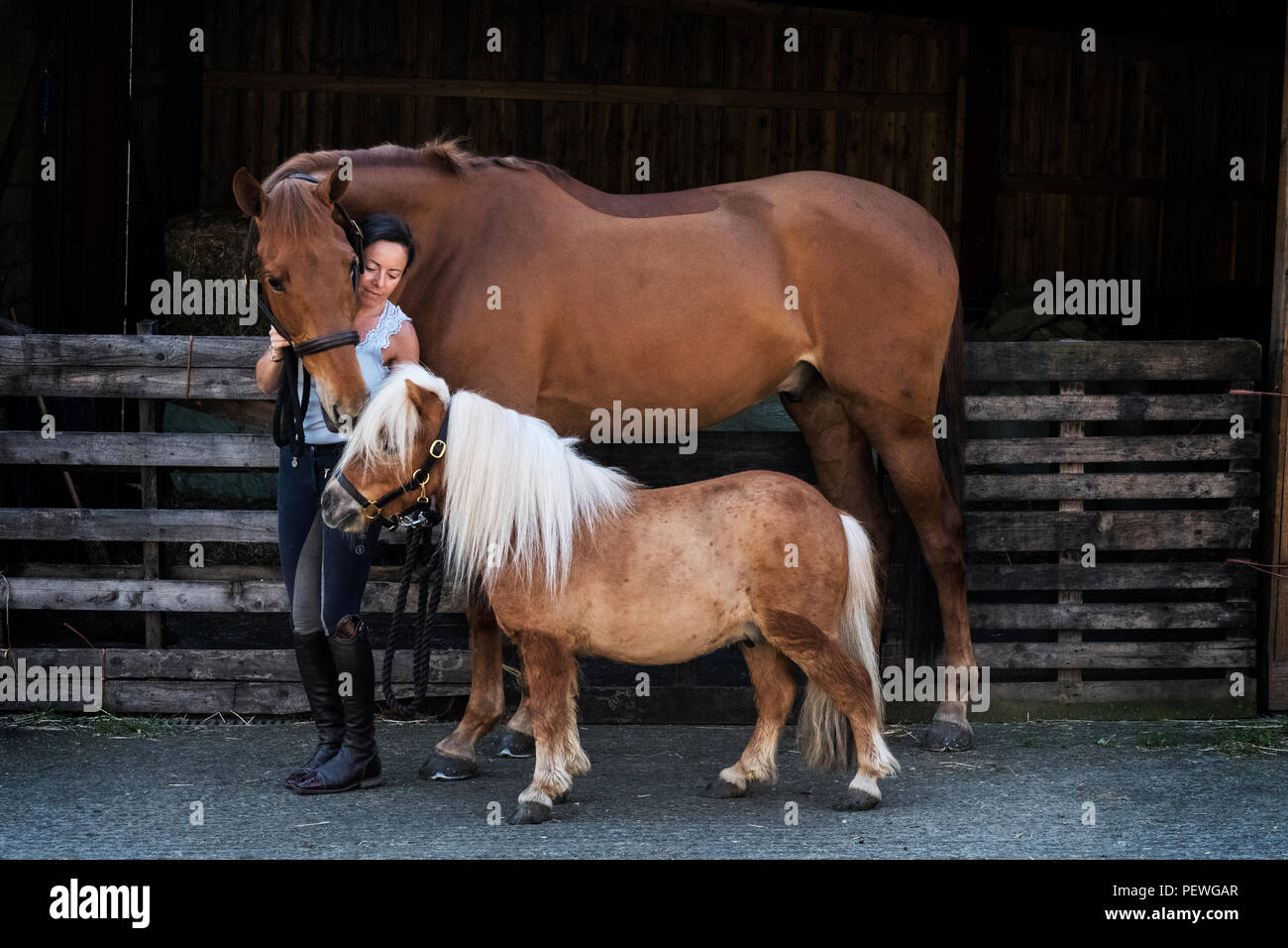 Woman shetland pony horse hi-res stock photography and images - Alamy