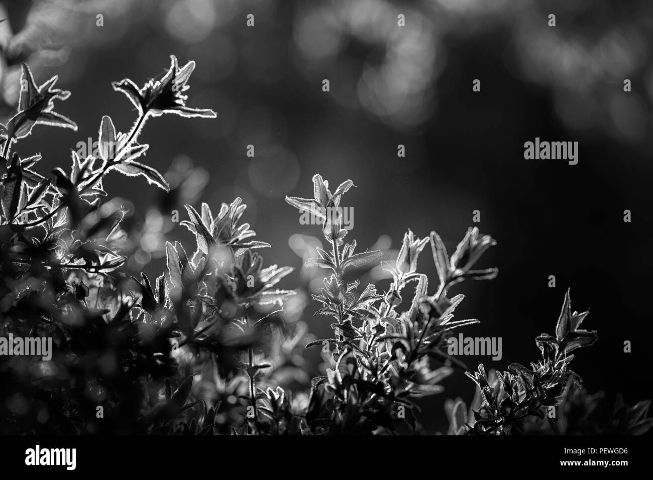 Black and white nature background with hairy plants and pollen in the ...