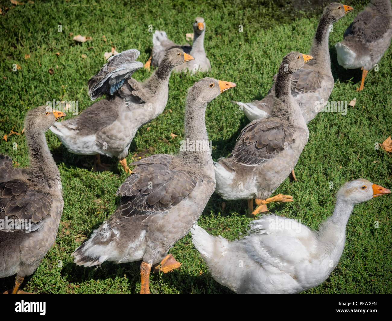 Beautiful flock hi-res stock photography and images - Alamy