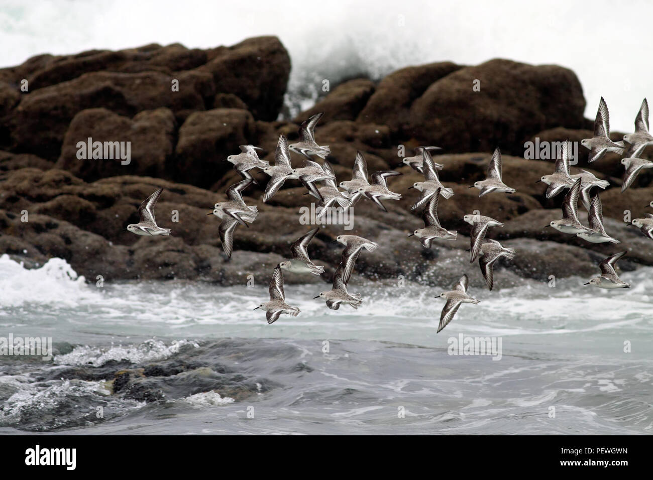 Shorebirds flying over waves in a seaside in the north of Portugal ...
