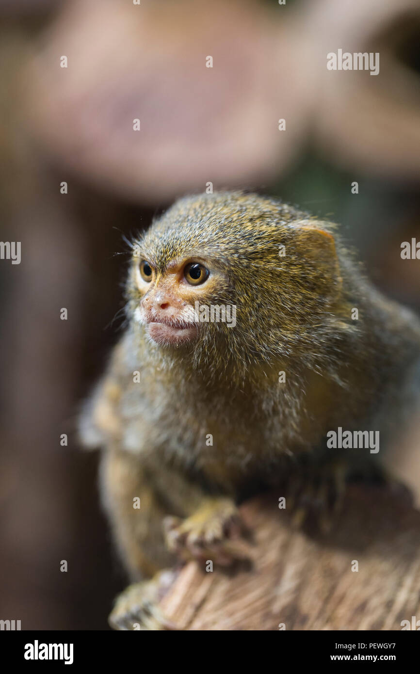 Frontal close-up view of Pygmy marmoset, Cebuella pygmaea, sitting and ...