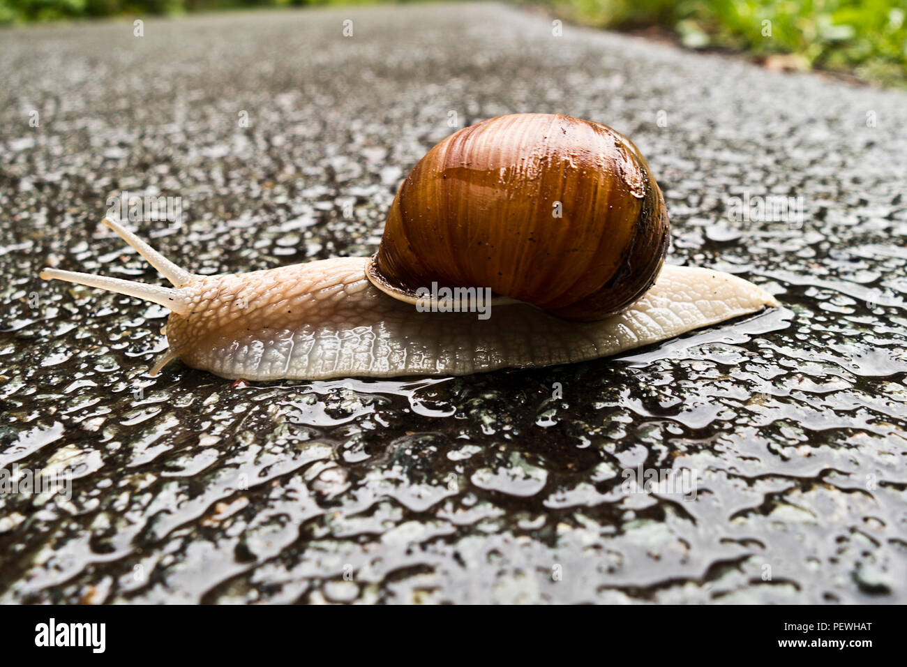 land snail on a wet road Stock Photo - Alamy