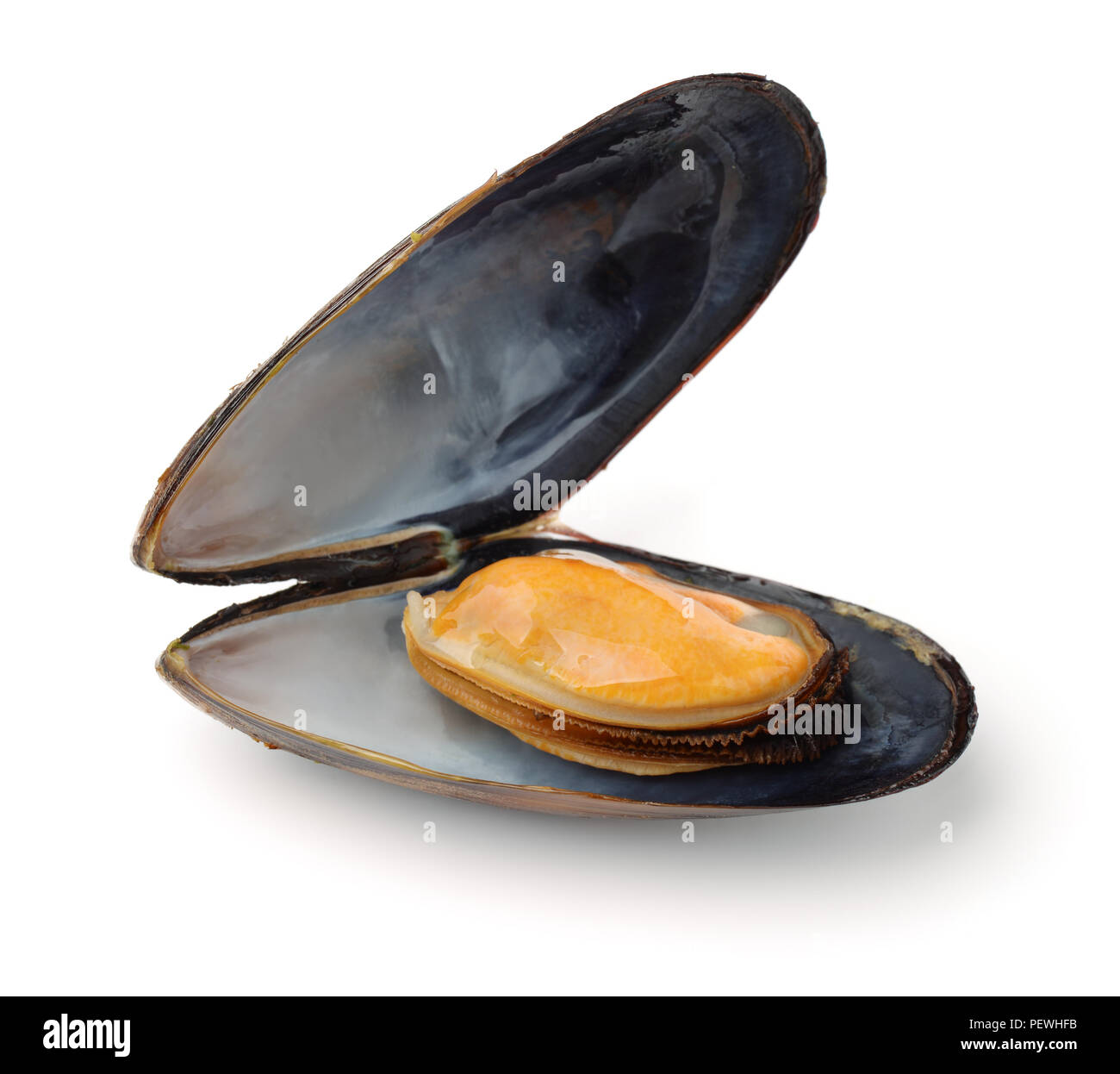 Mediterranean mussel single shell hi-res stock photography and images ...