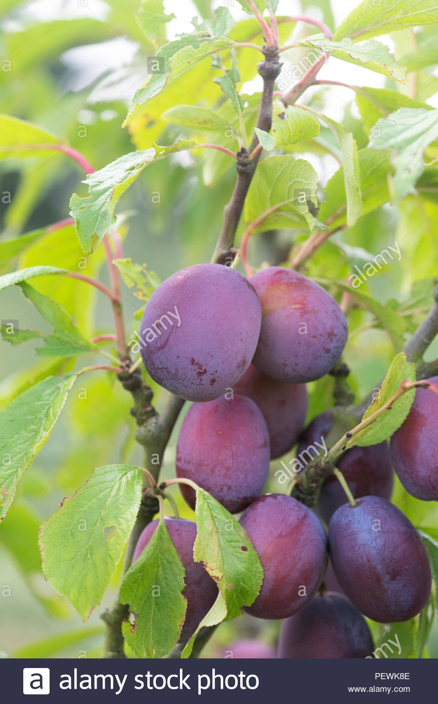 Plum Tree Prunus Domestica Branch Fruits Stock Photos & Plum Tree ...