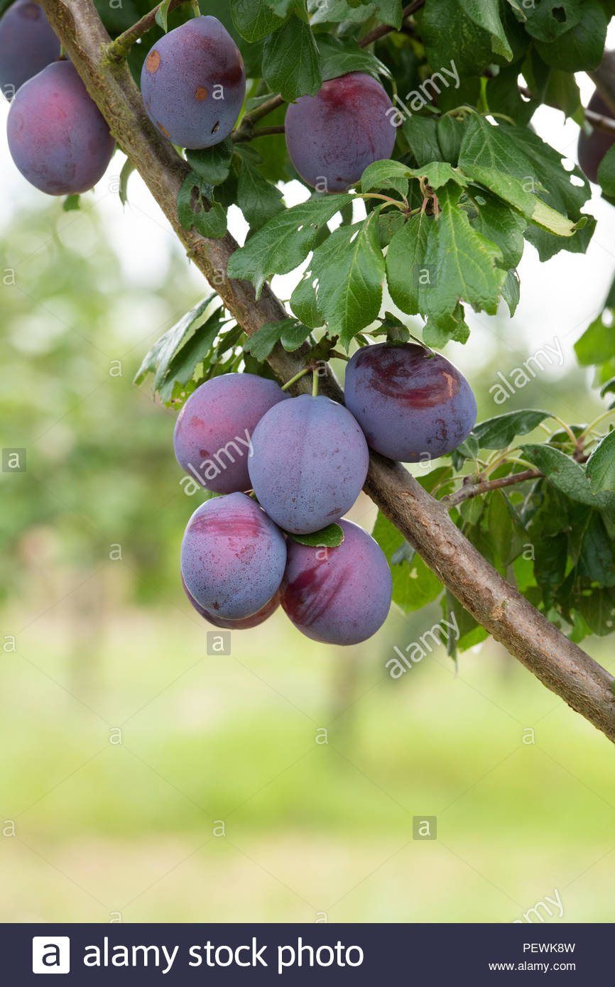 Plum Tree Prunus Domestica Branch Fruits Stock Photos & Plum Tree ...
