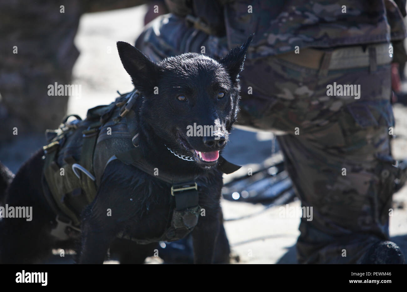 Blondie, a Multi-Purpose Canine (MPC) with U.S. Army Special Forces ...