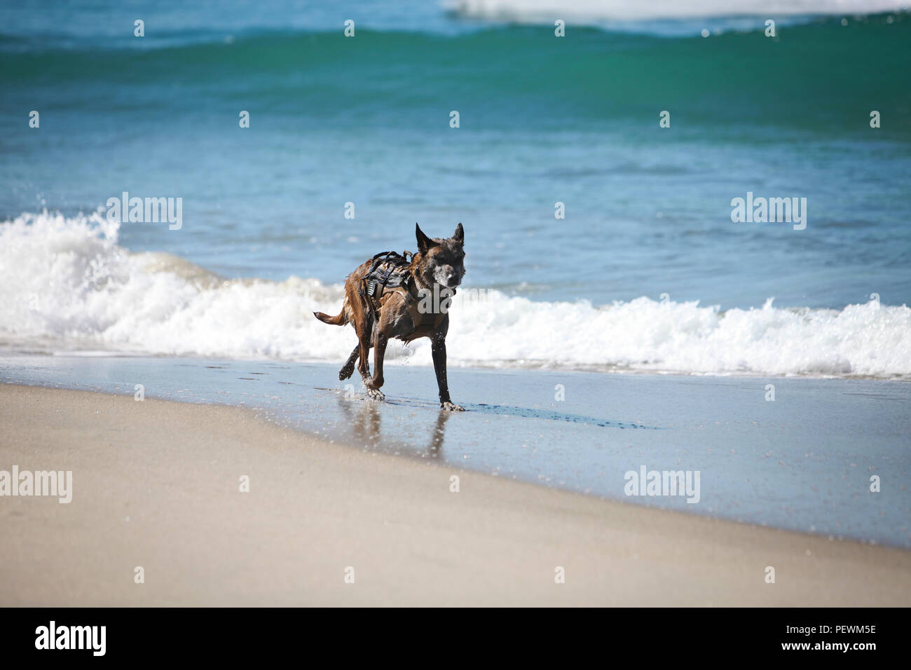 A Multi-Purpose Canine with U.S. Marine Corps Forces Special Operations ...