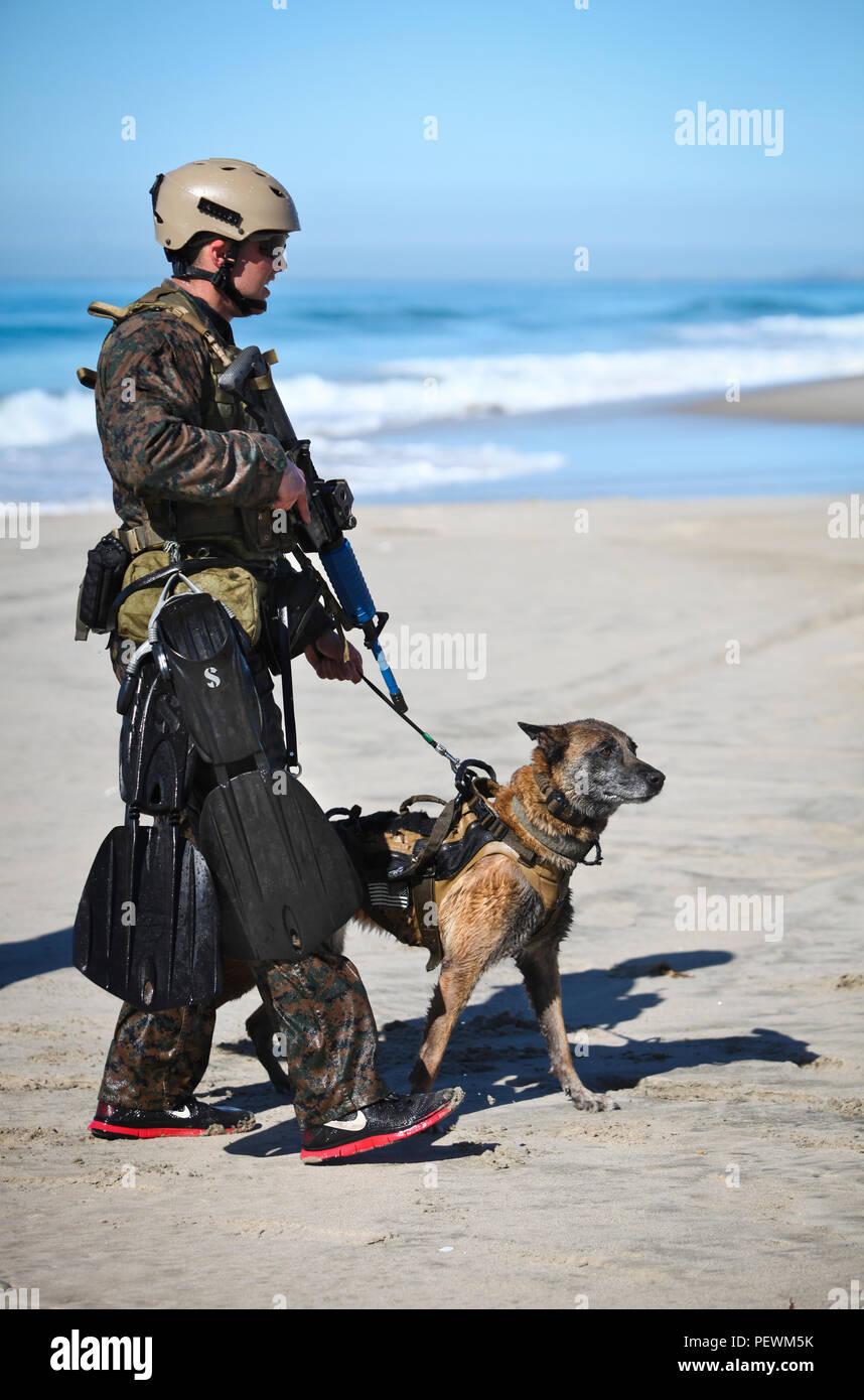 A Multi-Purpose Canine handler with U.S. Marine Corps Forces Special ...