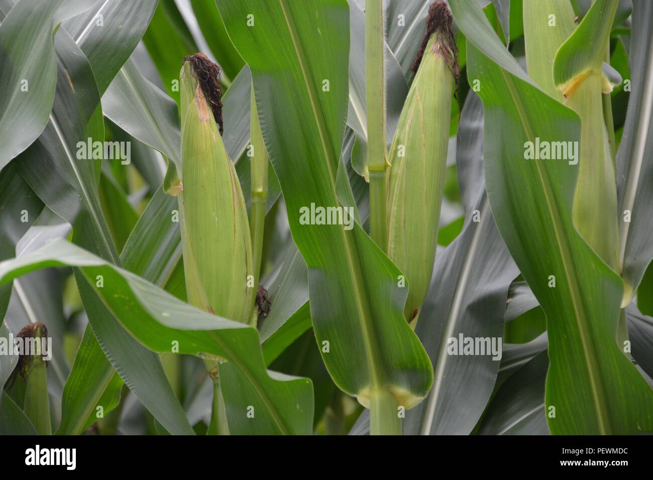 Young corn on stalk Stock Photo - Alamy