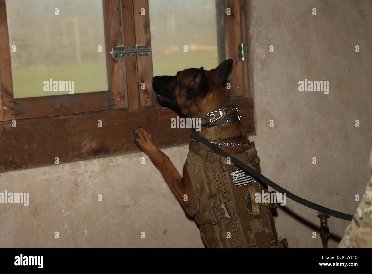 A multipurpose canine with the United States Army Rangers attempts to ...
