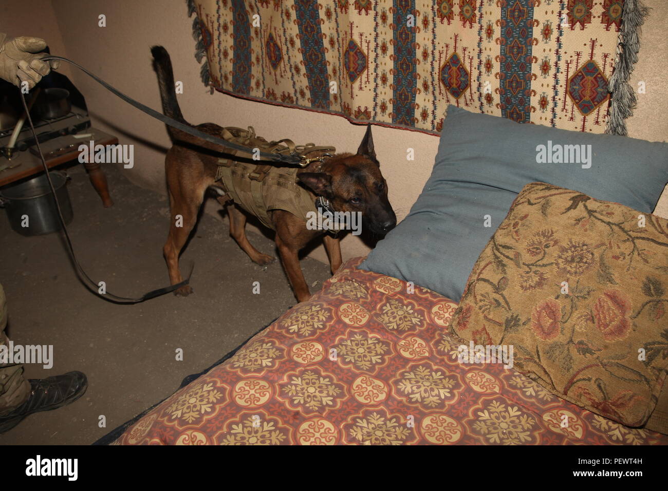 A multipurpose canine with the United States Army Rangers attempts to ...