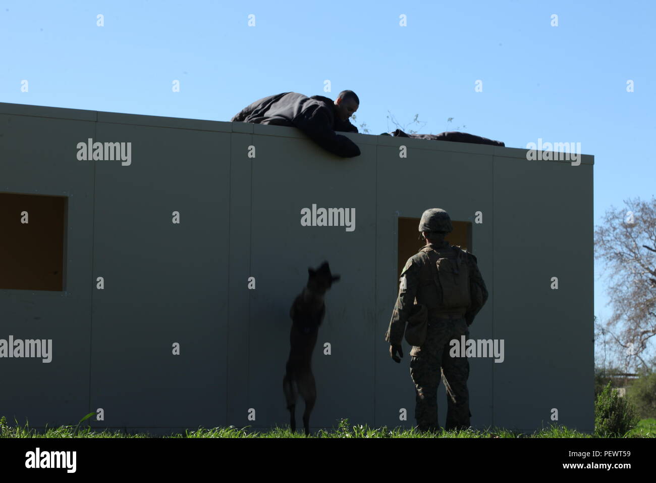 A multipurpose canine with the United States Marine Corps Forces ...