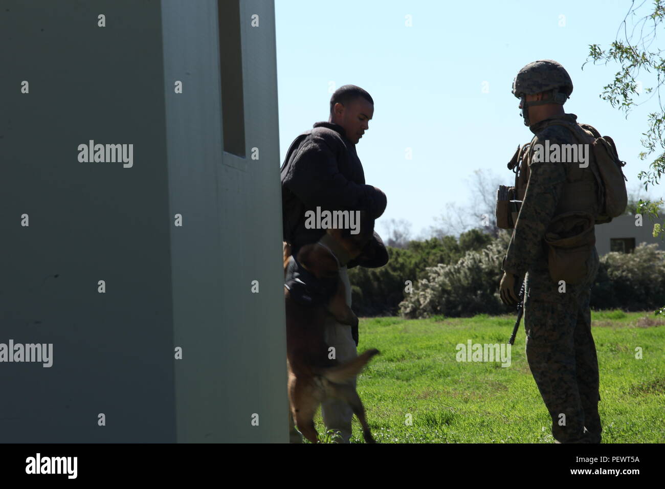 A multipurpose canine with the United States Marine Corps Forces ...