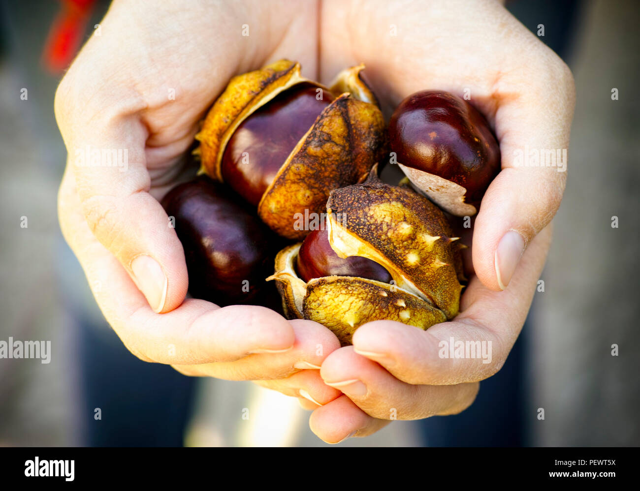 Ripe chestnuts in woman hands. Close-up Stock Photo - Alamy