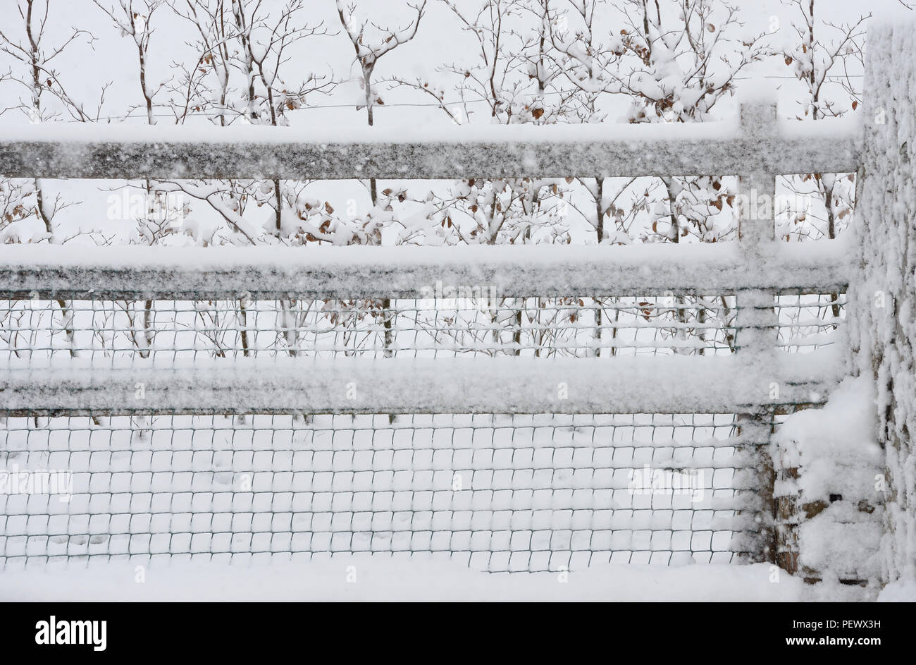 Snow-covered fences during a late winter snowfall Stock Photo - Alamy