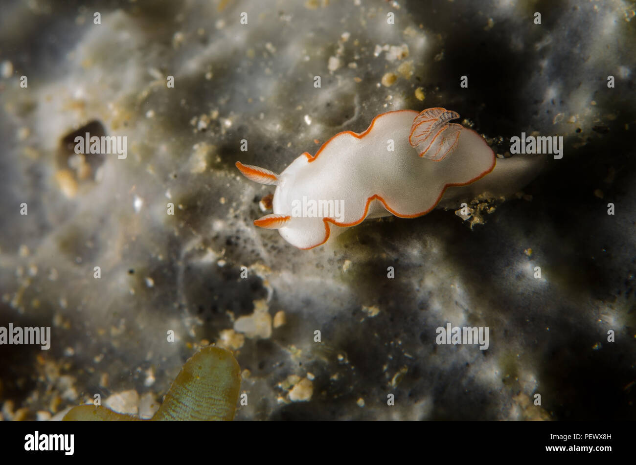 Sea Slug, Thorunna furtiva, Chromodorididae, Anilao, Batangas ...
