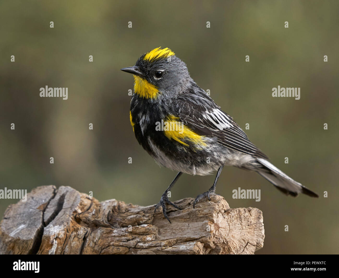 Audubons warbler hi-res stock photography and images - Alamy