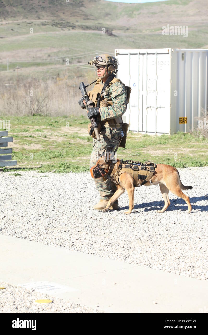 A U.S. Marine multipurpose canine handler, with the United States ...