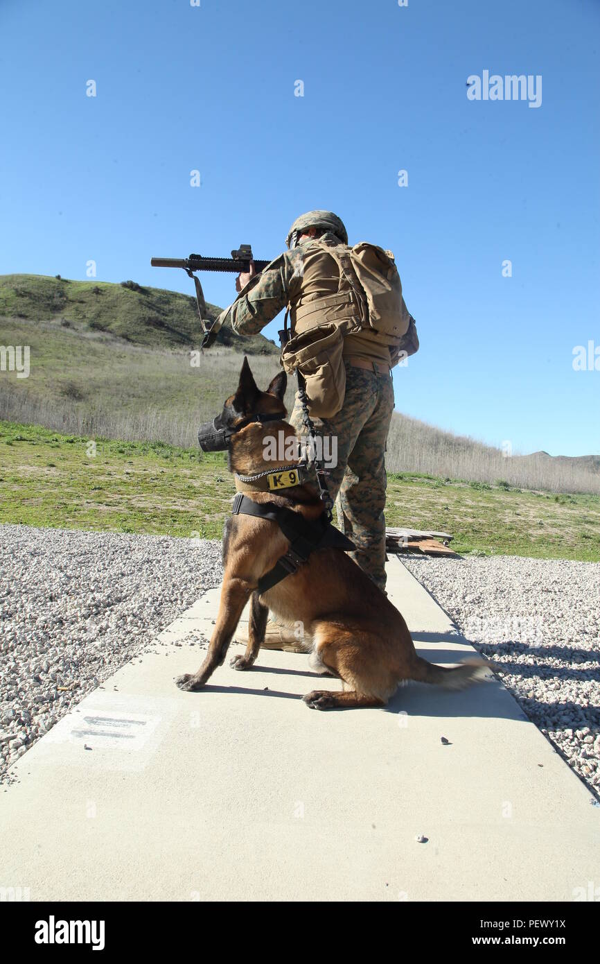 A U.S. Marine multipurpose canine handler, with the United States ...