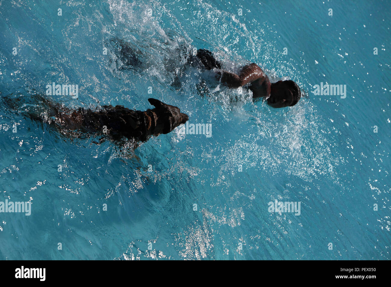 A U.S. Marine Multipurpose Dog Handler, with Marine Corps Forces ...