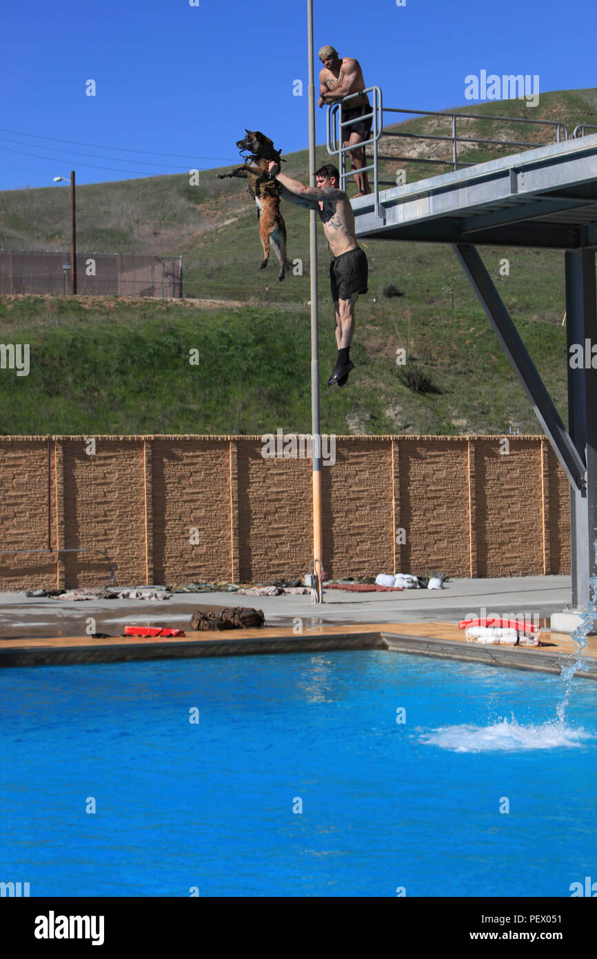 A U.S. Marine Multipurpose Dog Handler, with Marine Corps Forces ...