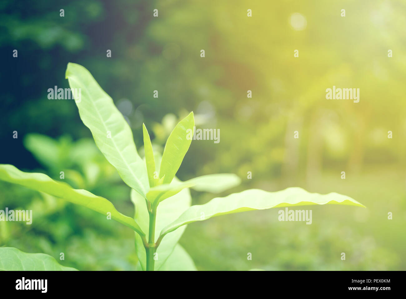 Green leaf soft focus with closeup in nature view on blurred greenery ...