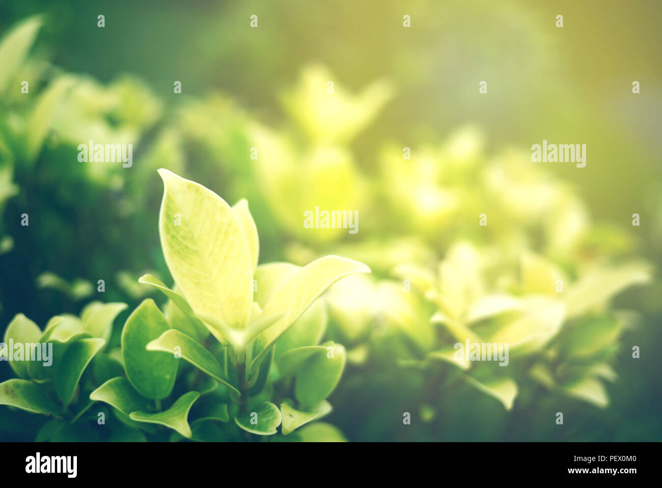 Green leaf soft focus with closeup in nature view on blurred greenery ...