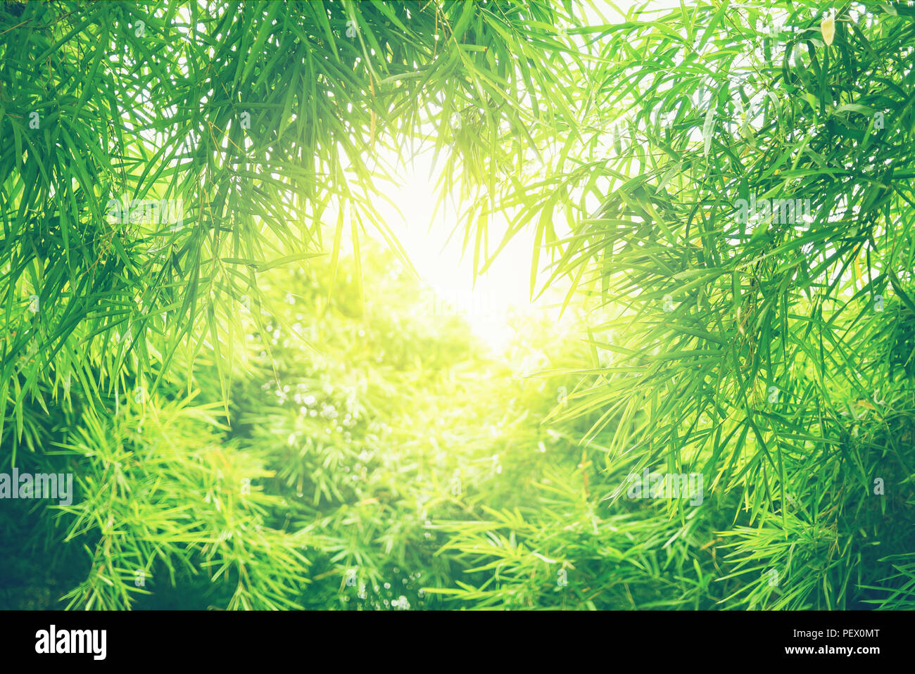 Green leaf soft focus with closeup in nature view on blurred greenery ...