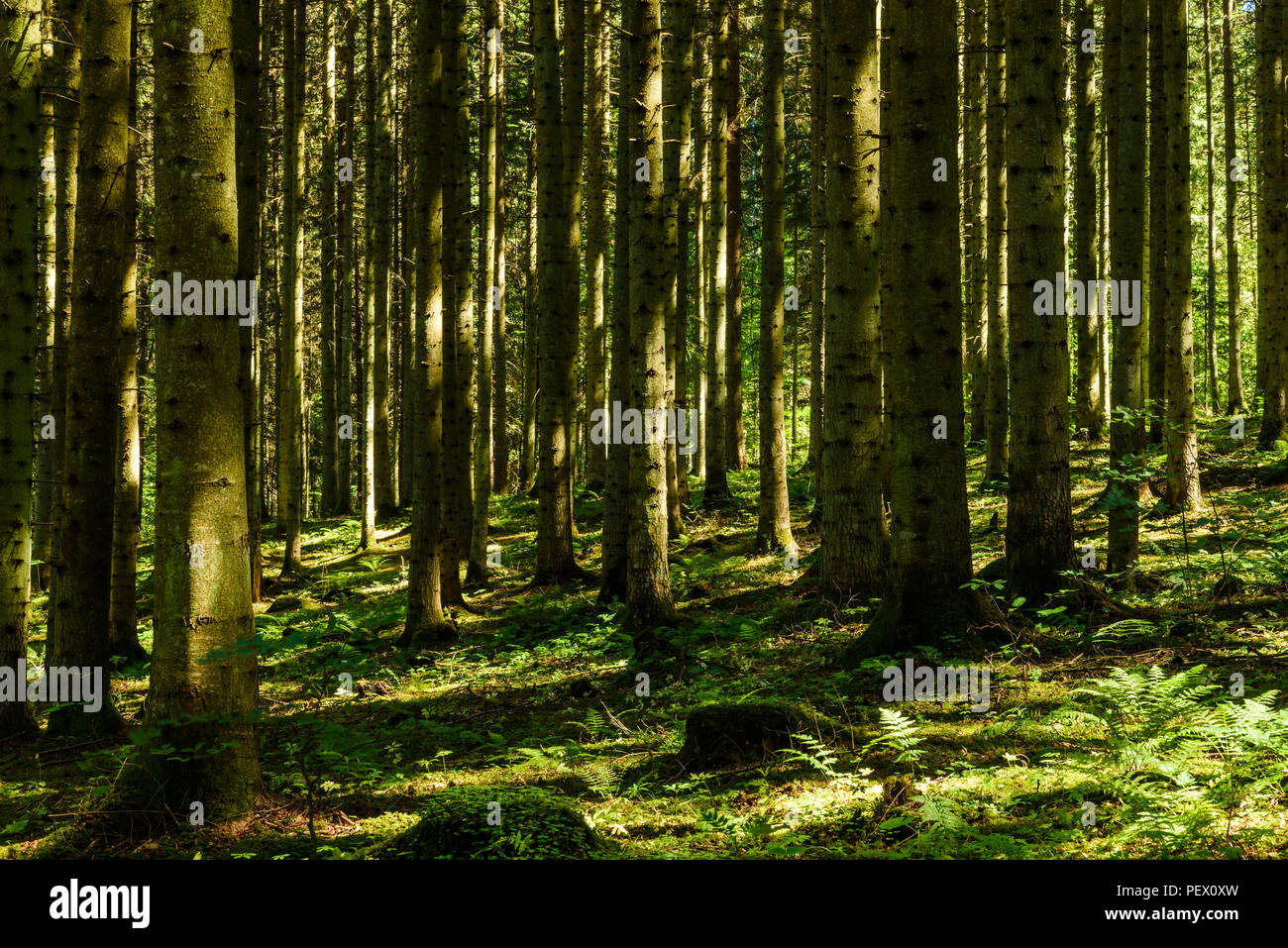 Monoculture forest europe hi-res stock photography and images - Alamy