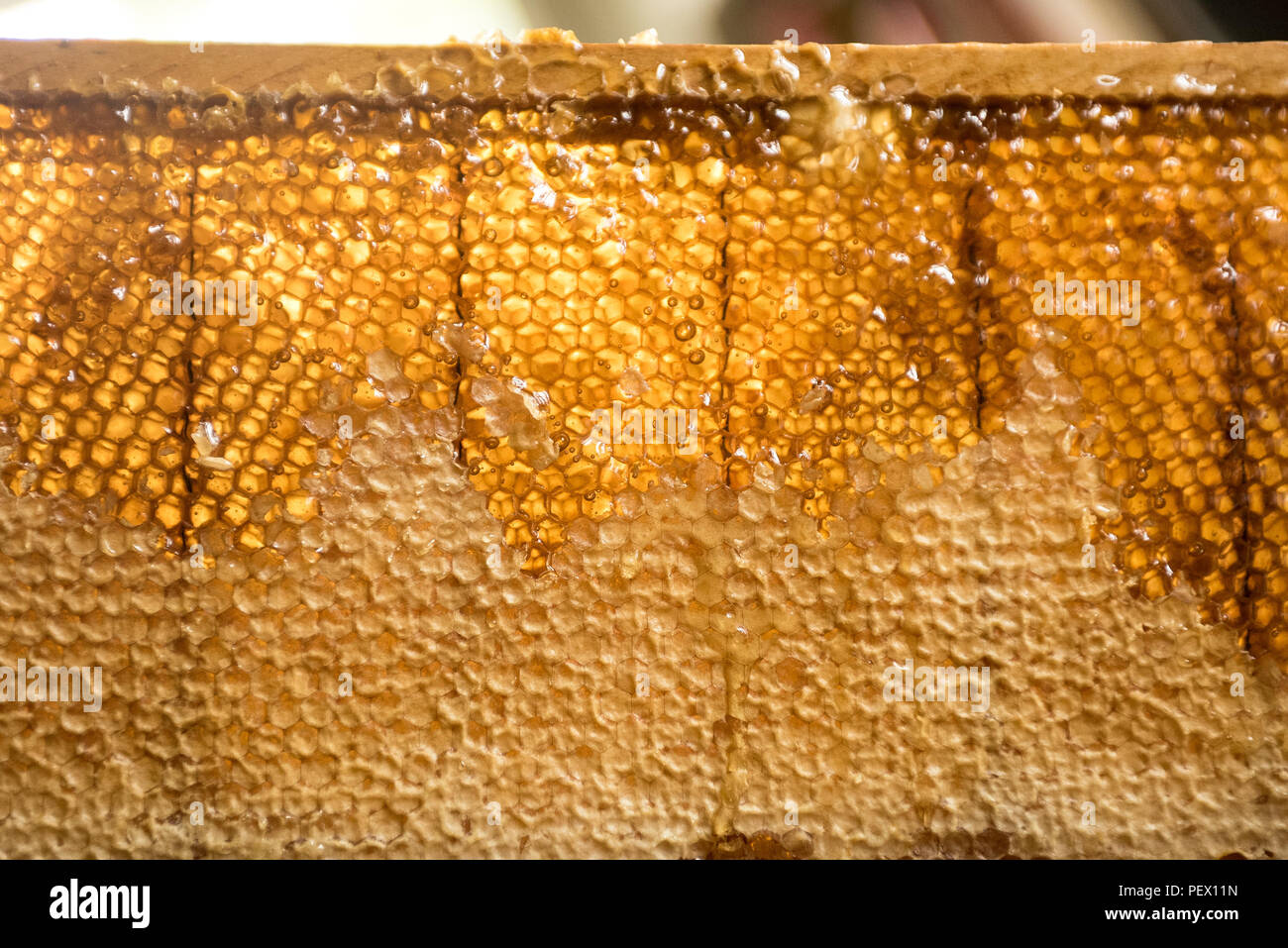 harvesting honey at home Stock Photo - Alamy