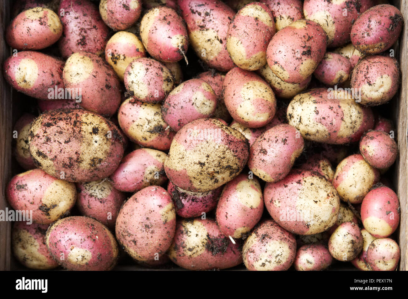 Solanum tuberosum 'Pink Gypsy'. Freshly harvested Potato 'Pink Gypsy ...