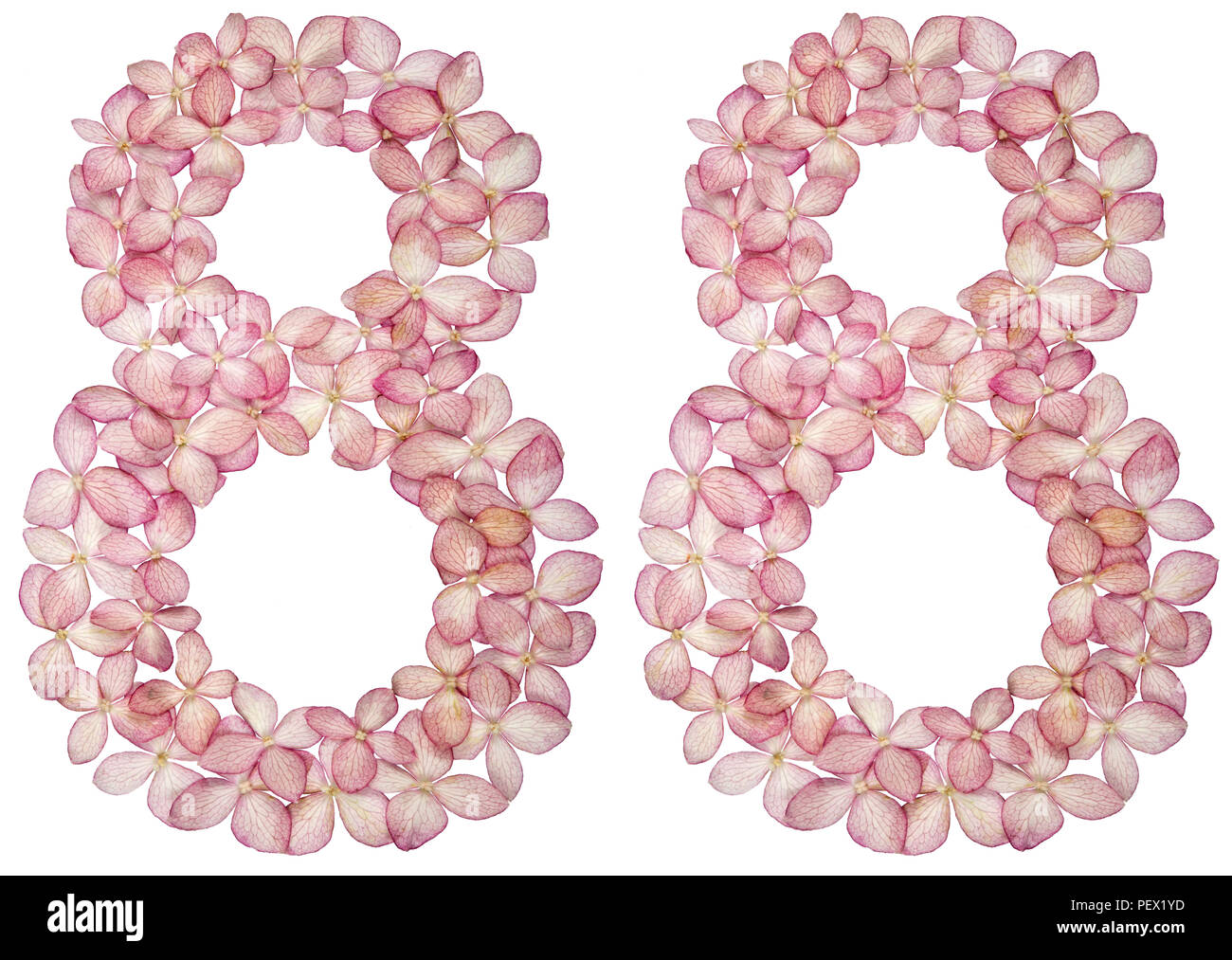 Arabic numeral 88, eighty eight, from flowers of hydrangea, isolated on ...