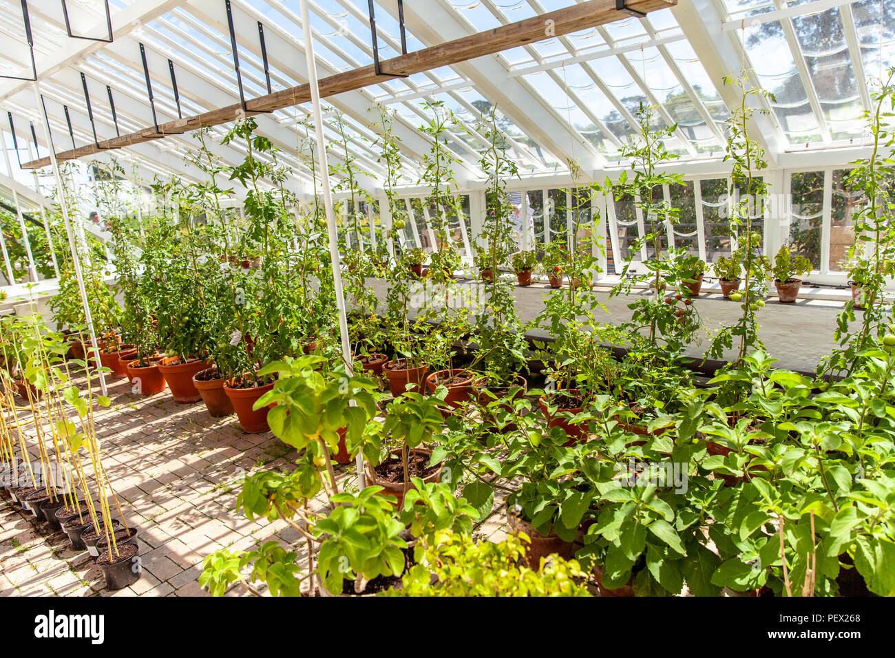 Glasshouse vegetables plants cultivation in the English lost gardens of ...
